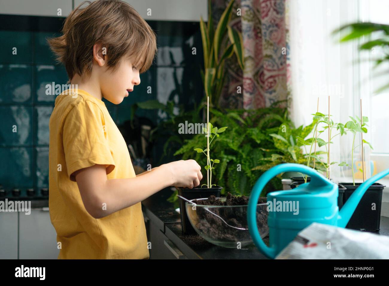 Little boy planting seedlings at home. An independent child is busy ...