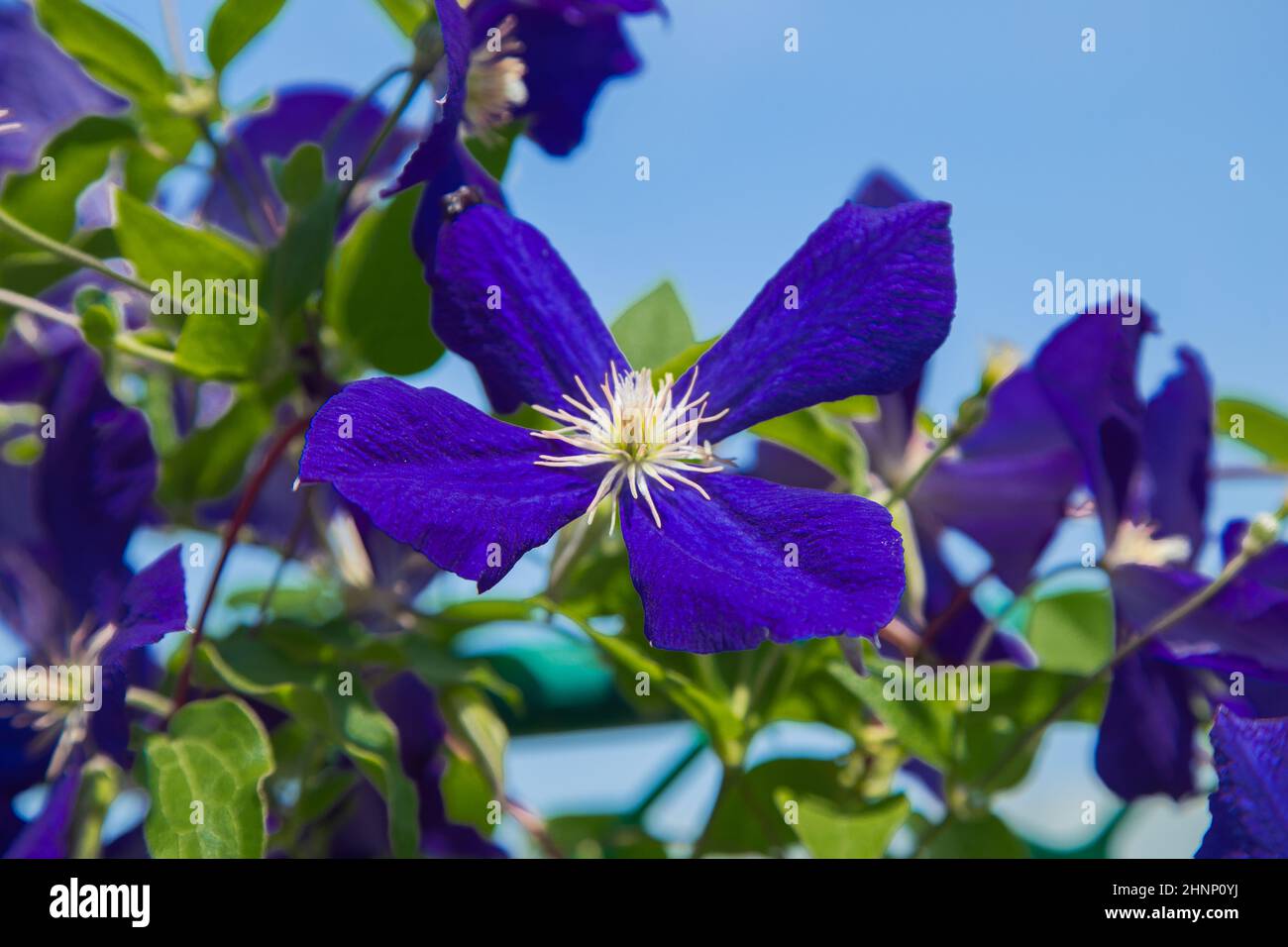 Purple Clementine flowers on a background of green leaves. High quality ...