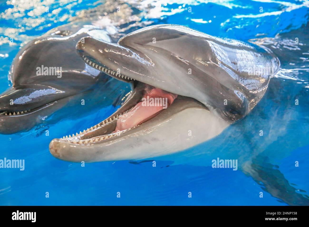 Smiling dolphin hi-res stock photography and images - Alamy