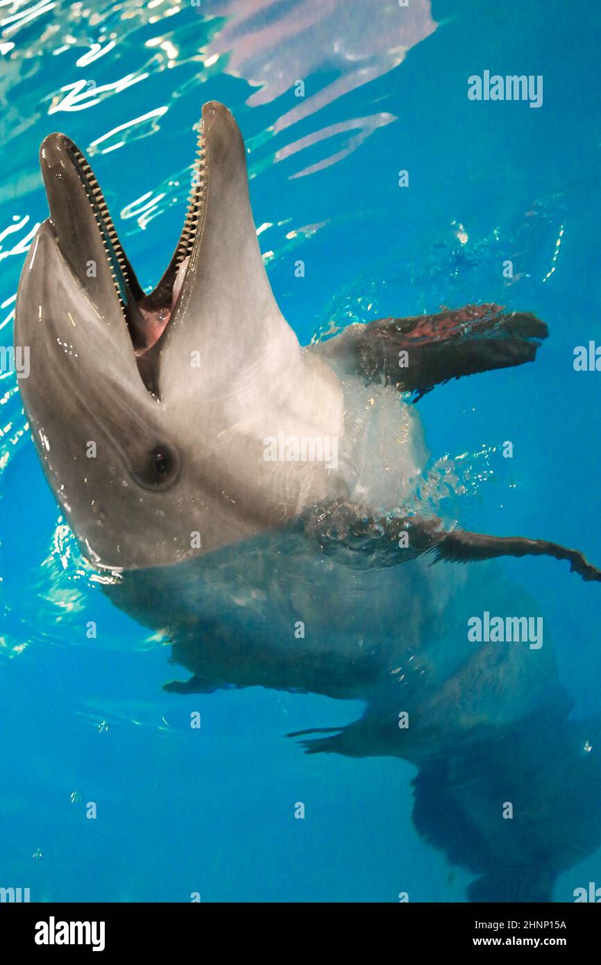 Dolphin looking out water hi-res stock photography and images - Alamy