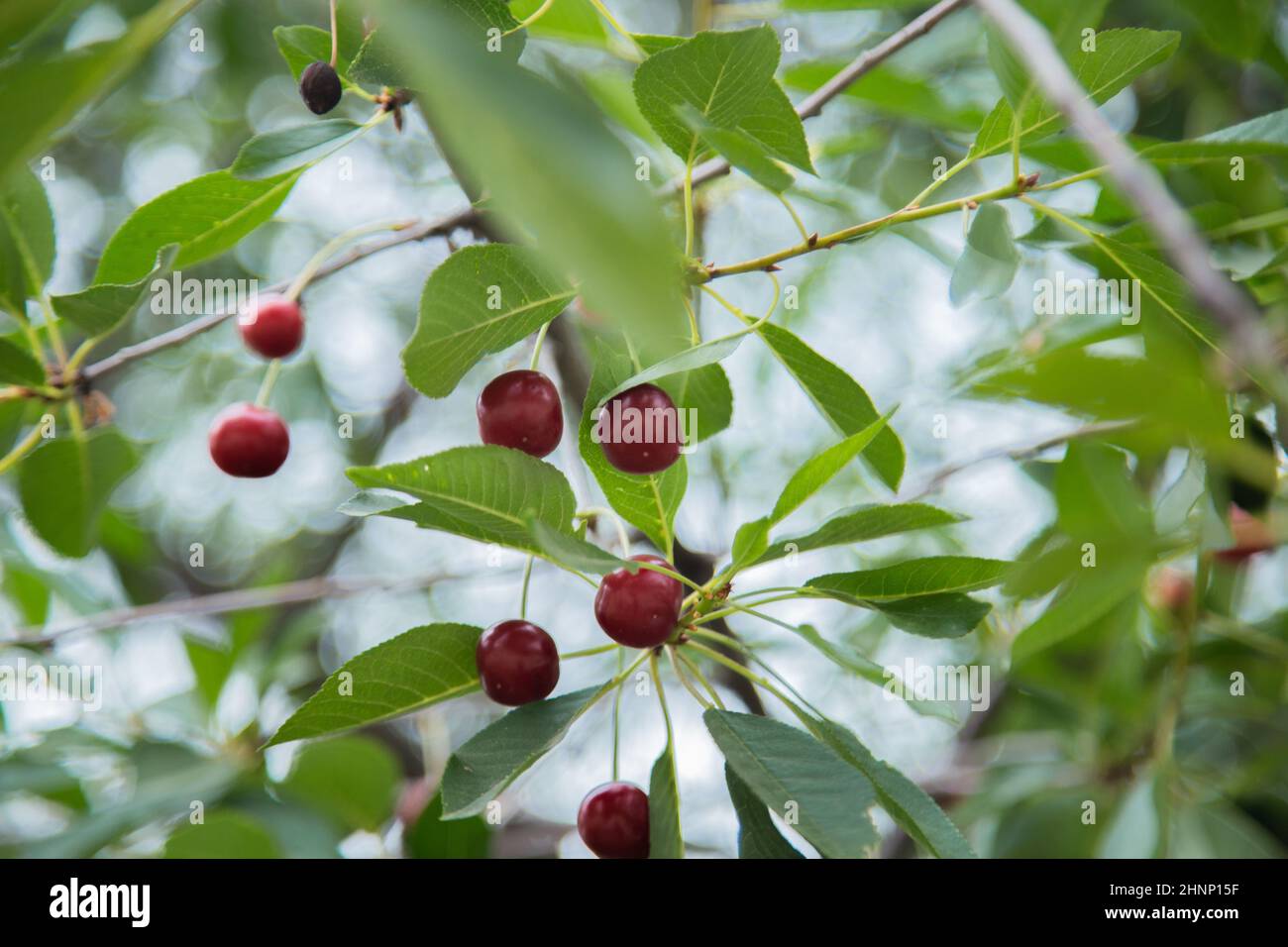 Red wild cherry berries on a tree surrounded by green leaves. High ...