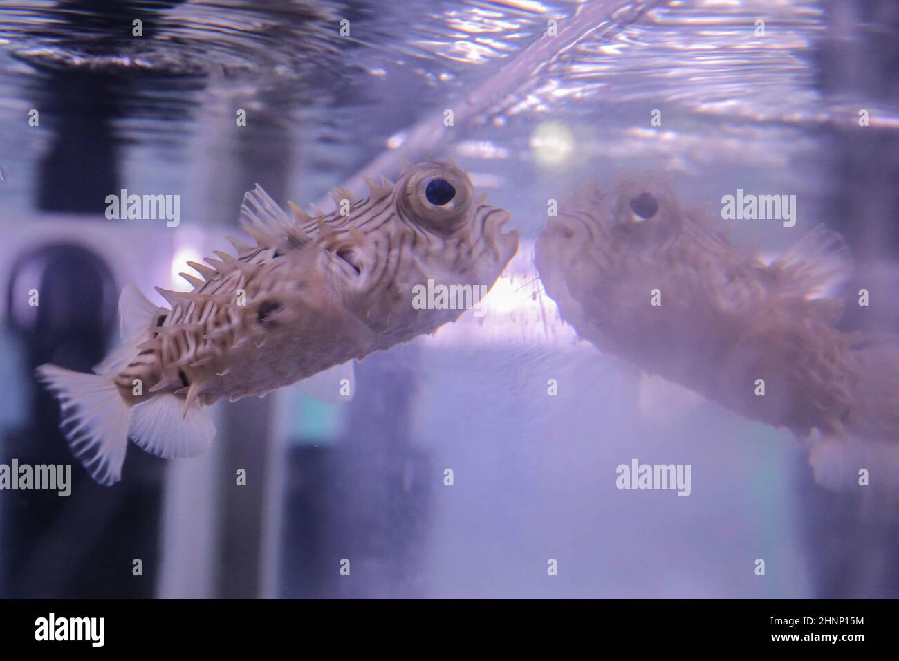 Light beige fish with thorns and large eyes swims near the glass ...