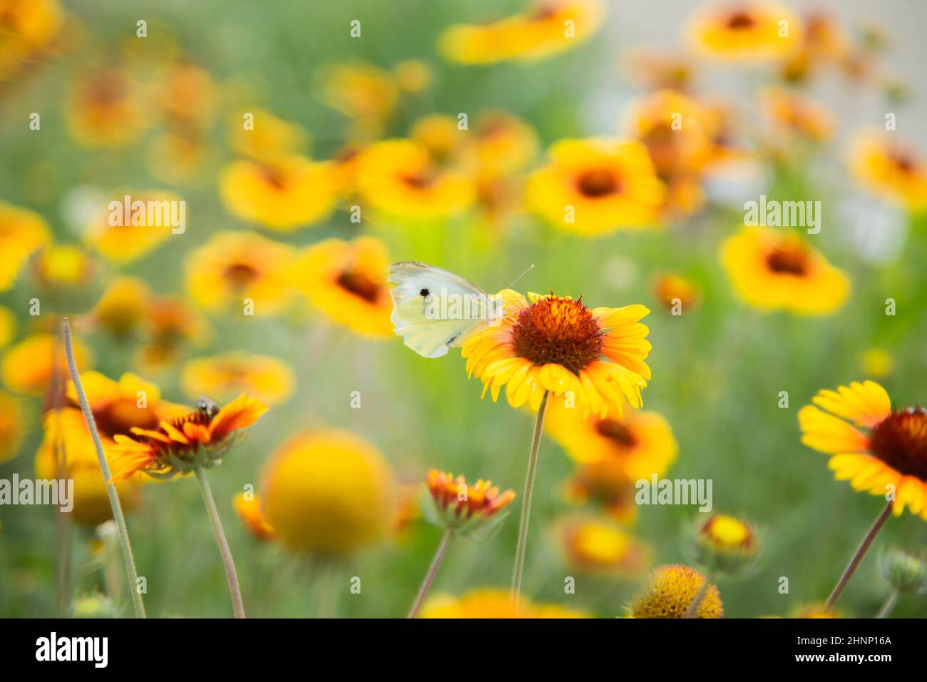 Yellow flowers of Gaillardia aristata with green leaves and stems. On ...