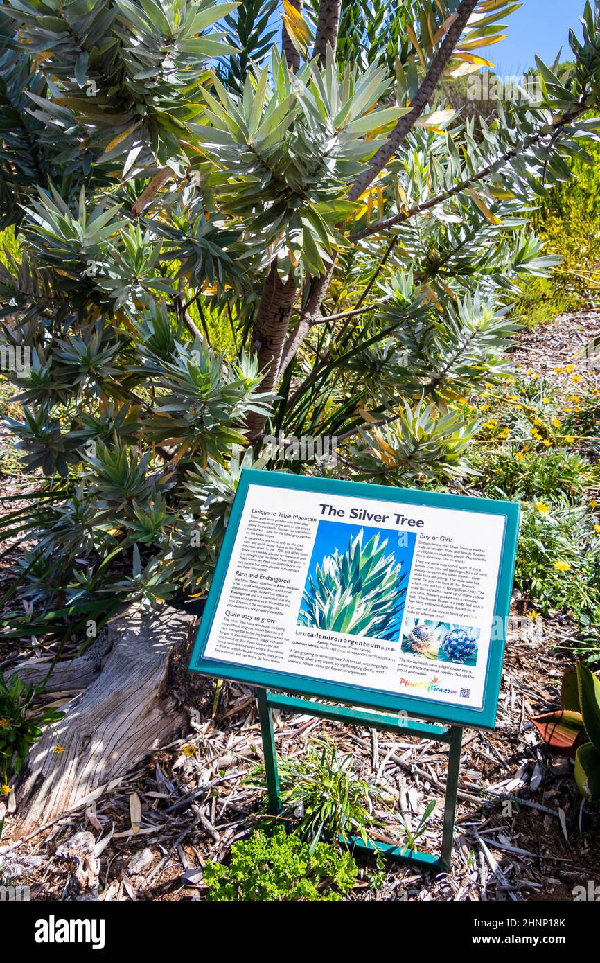 The silver tree Leucadendron argenteum green turquoise information sign ...