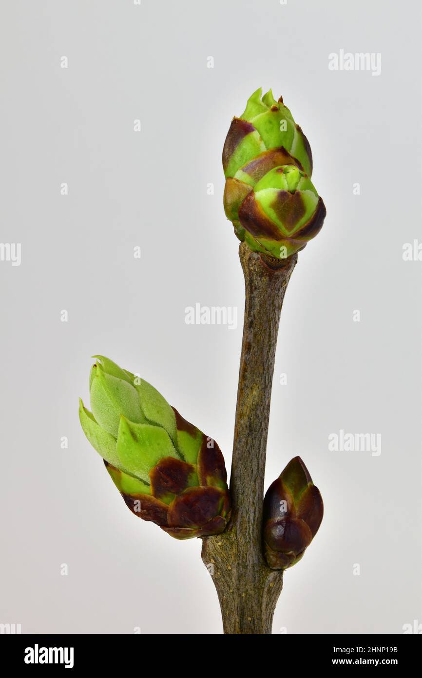 Close up of lilac tree branch with green buds, beginning of new life ...