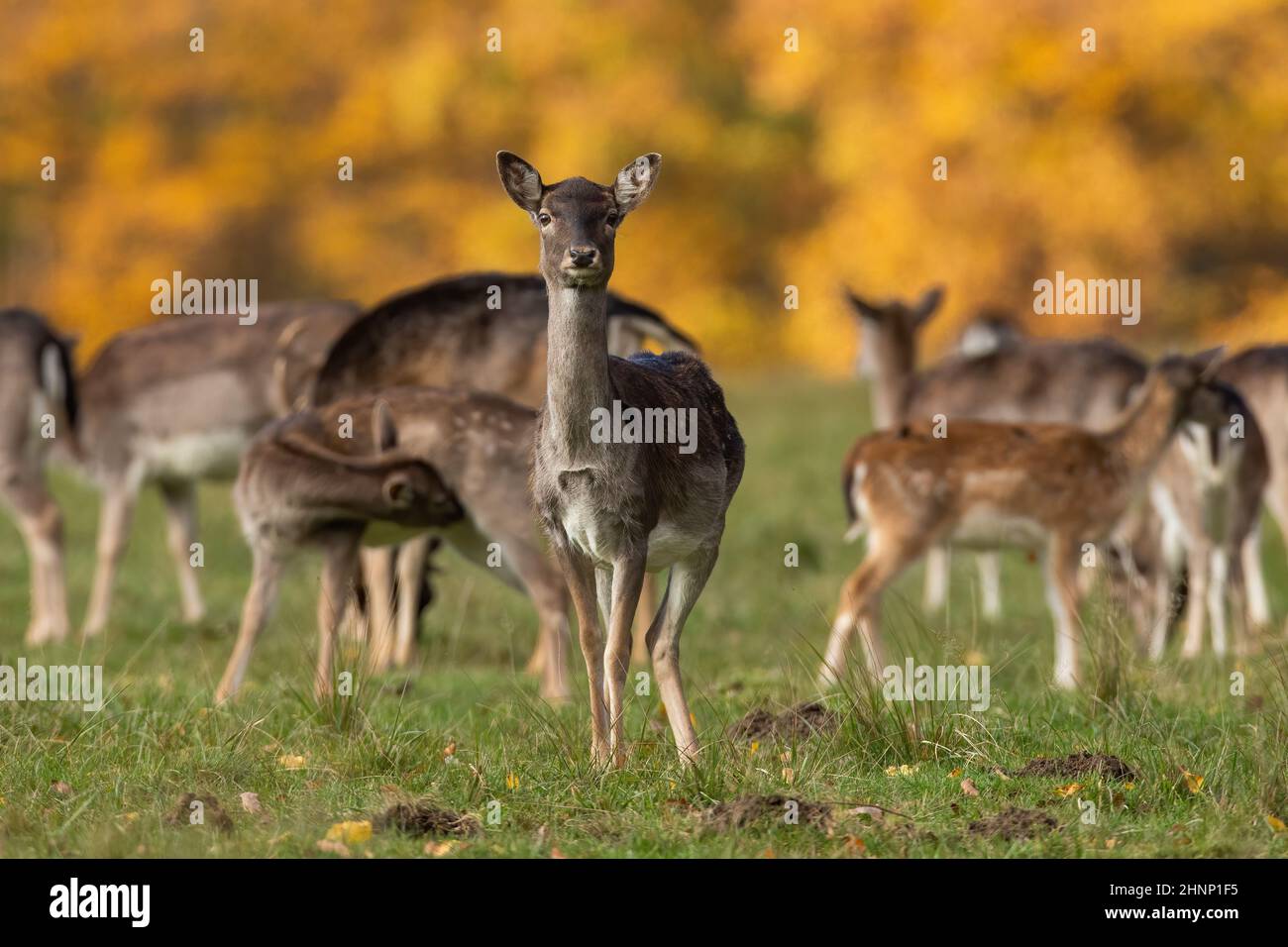 Female fallow deer, dama dama, looking to the camera on meadow. Group ...