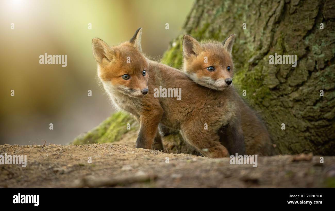 Two little red fox, vulpes vulpes, cuddling next to tree in sunlight ...