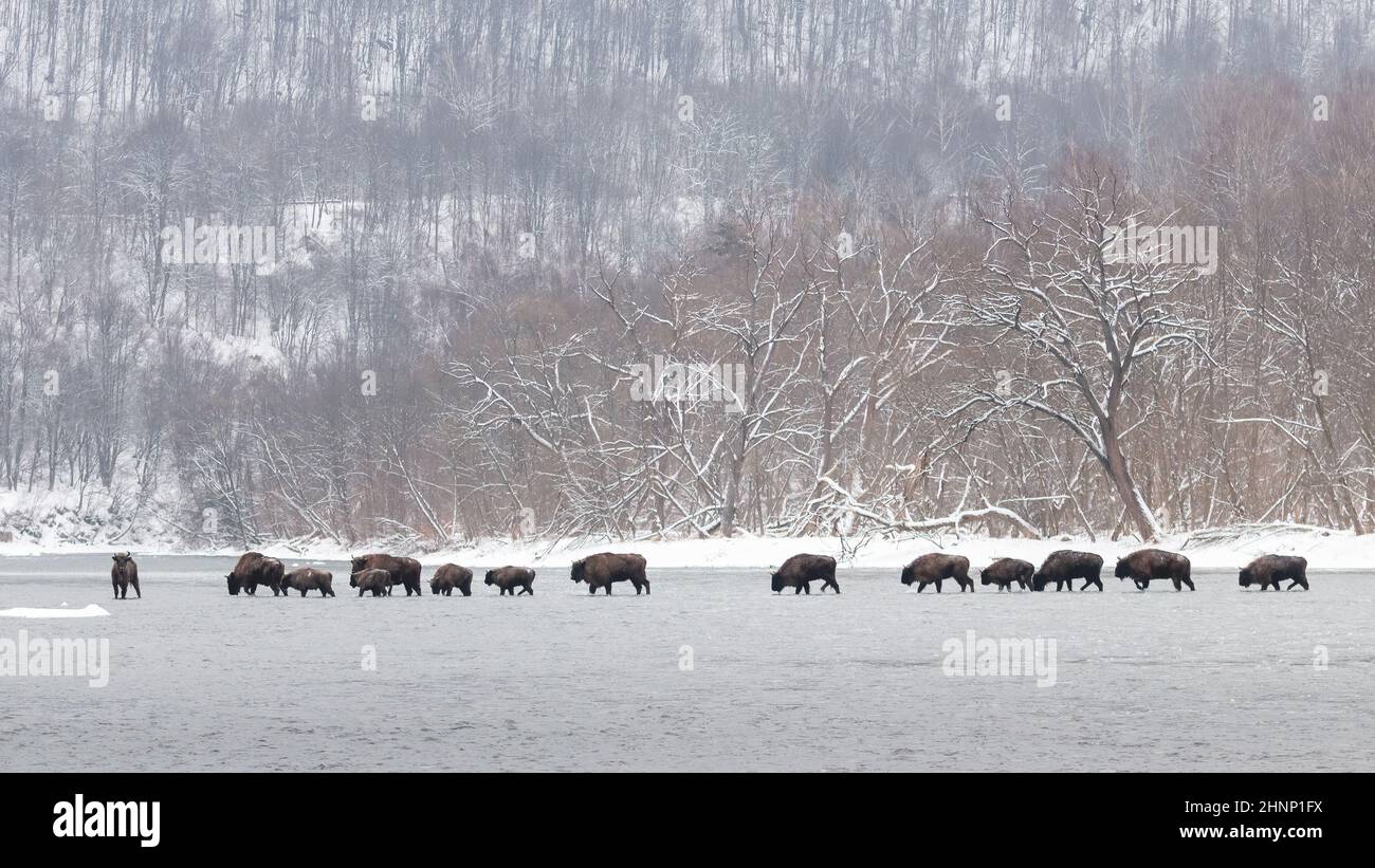 Herd of european bison, bison bonasus, crossing river in winter nature ...