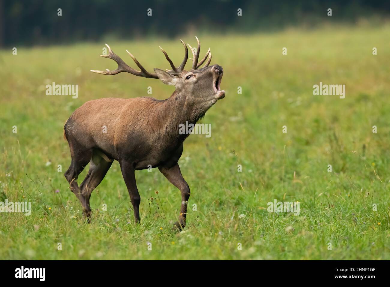Red deer, cervus elaphus, stag in heat roaring on a green meadow with ...