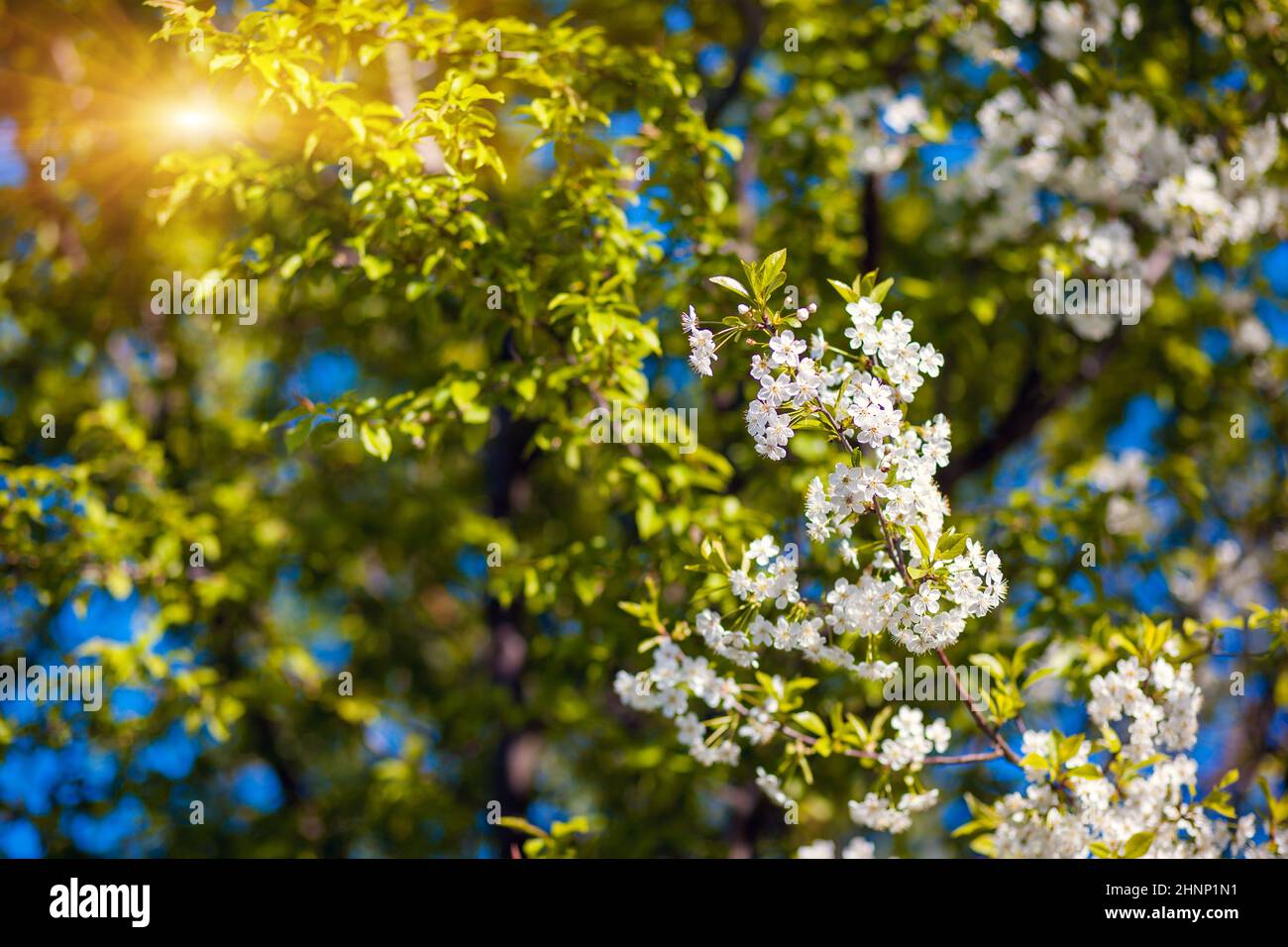 Bunches of white cherry blossom. Ukraine, Europe. Beauty world Stock ...