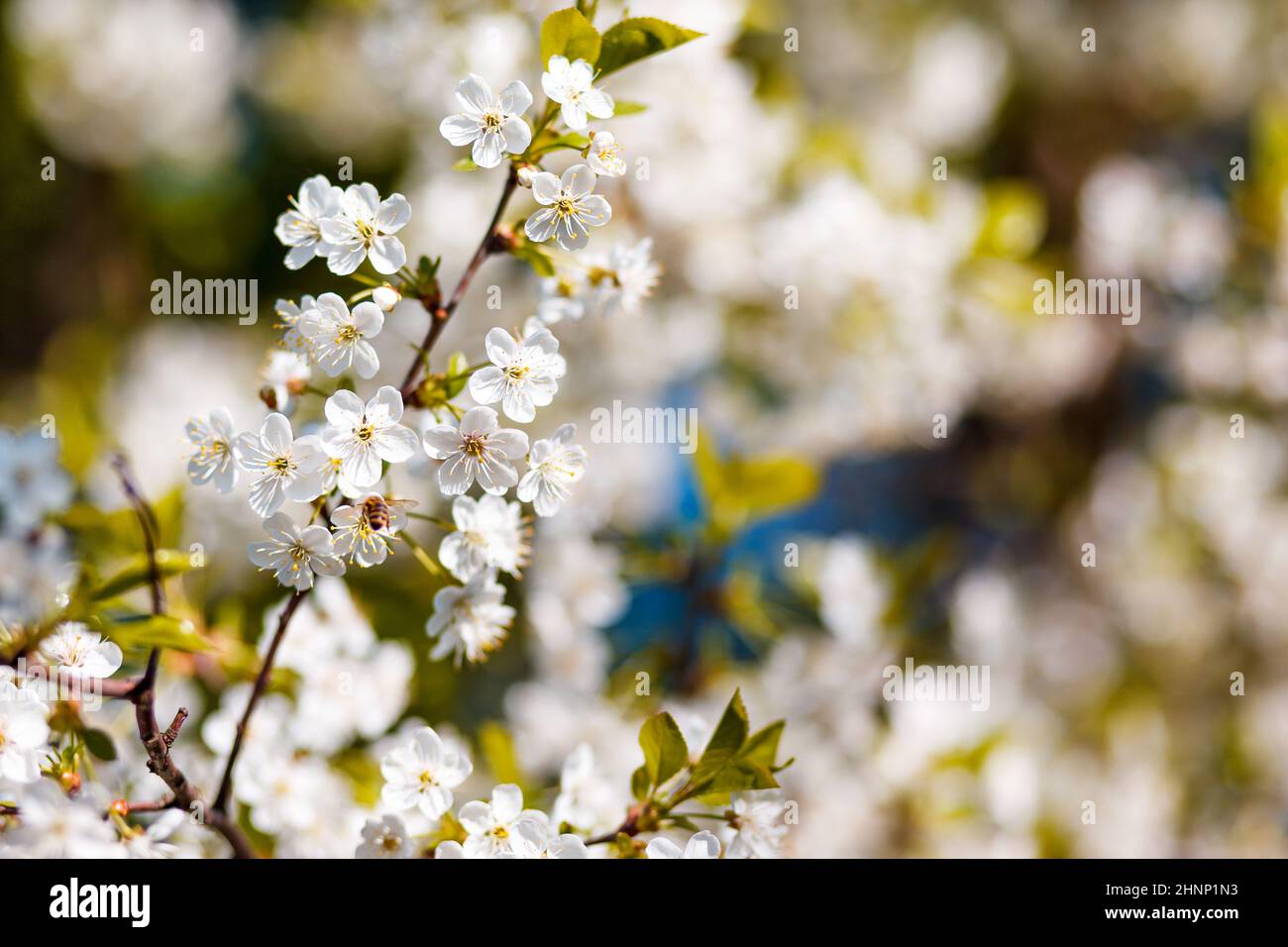 Bunches of white cherry blossom. Ukraine, Europe. Beauty world Stock ...