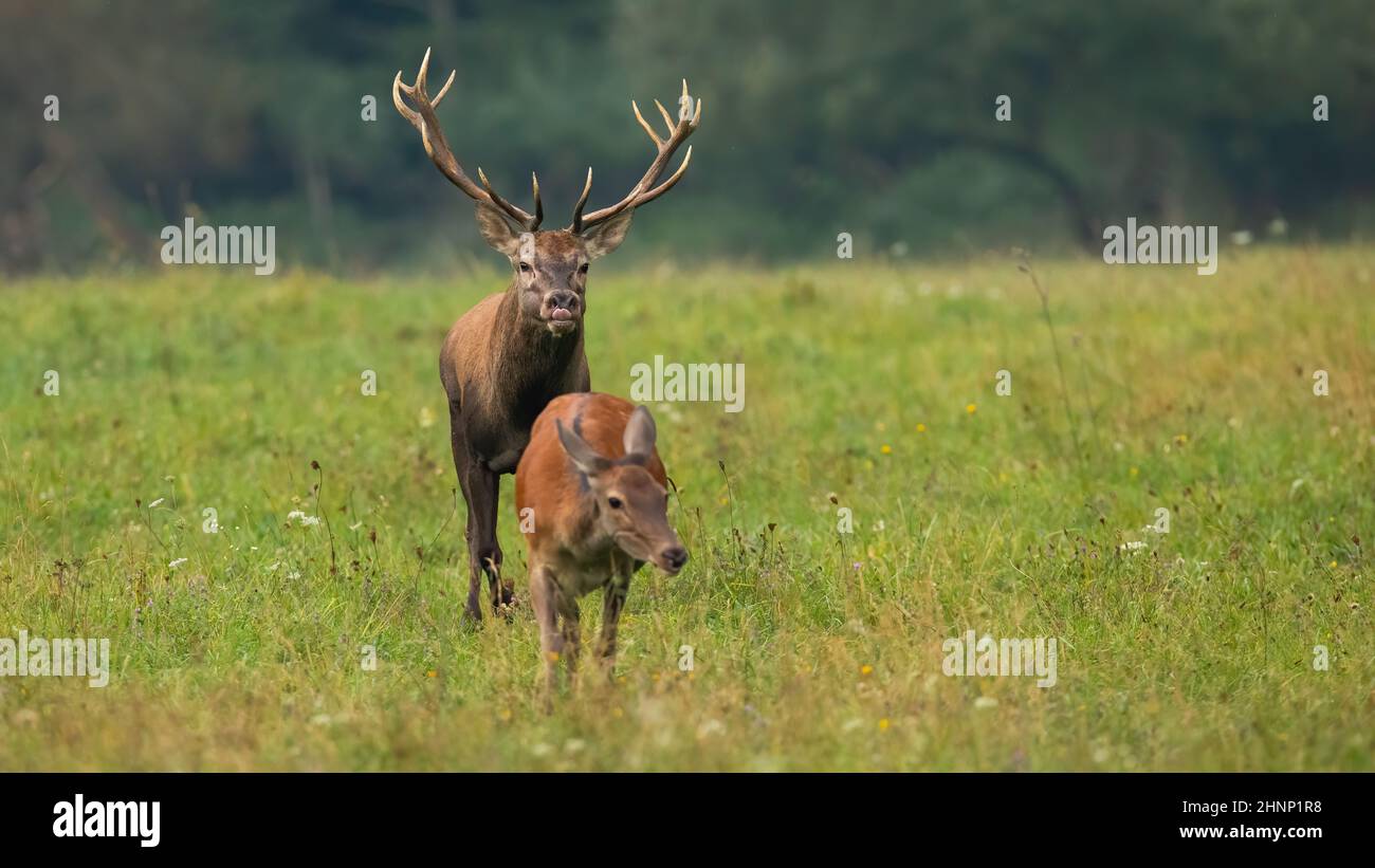 Rutting red deer, cervus elaphus, stag sniffing for a scents of a hing ...