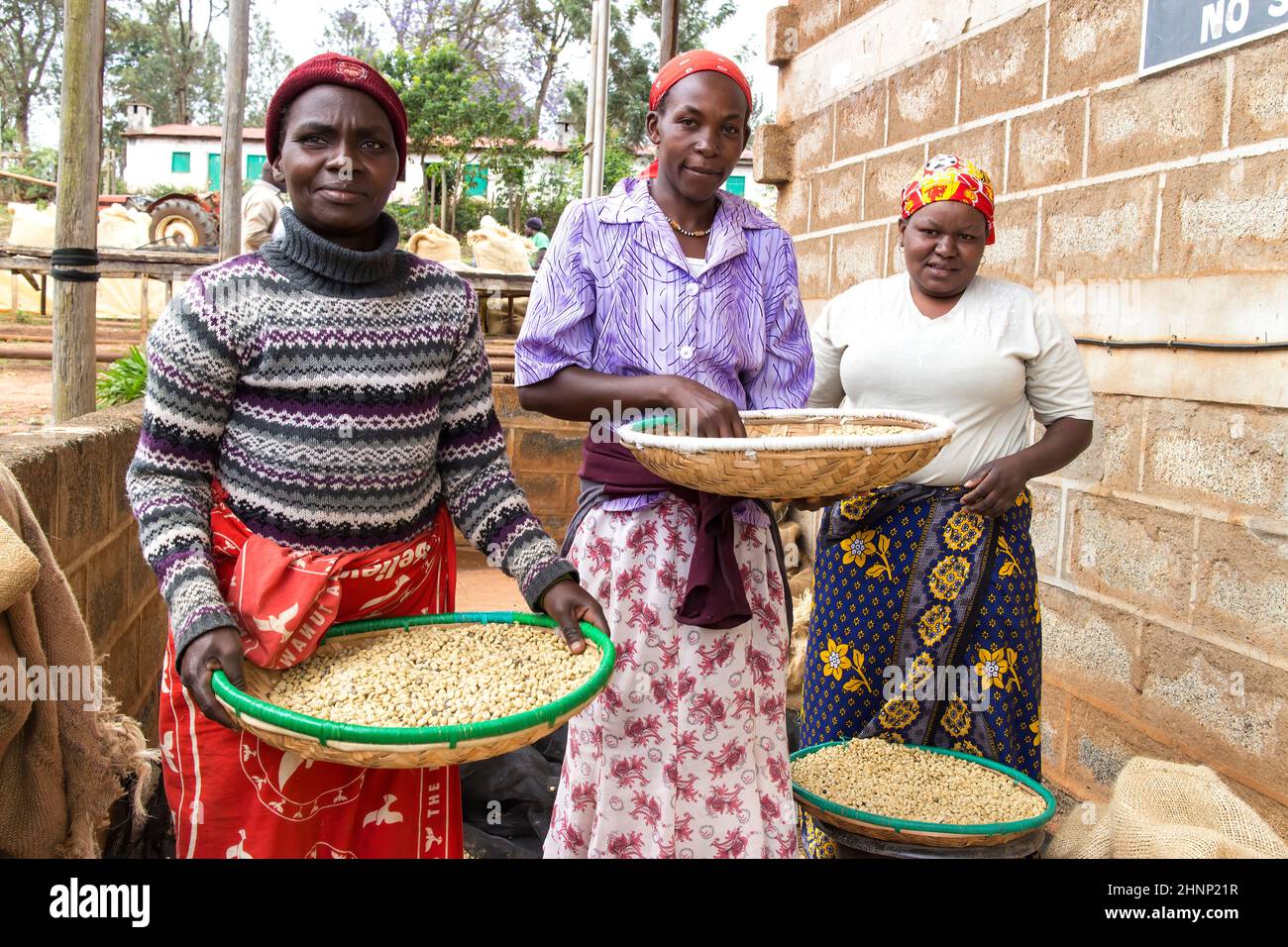 Women sorting manually parchment coffee, Kenya Stock Photo - Alamy Women sorting manually parchment coffee, Kenya Stock Photo - Alamy