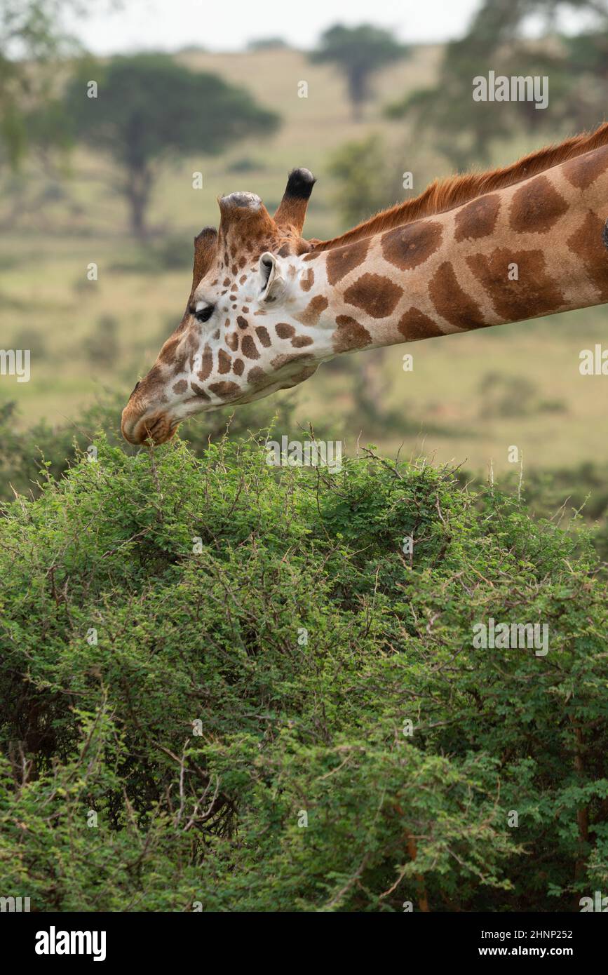 Baringo Giraffe (Giraffa camelopardalis), Murchison Falls National Park ...
