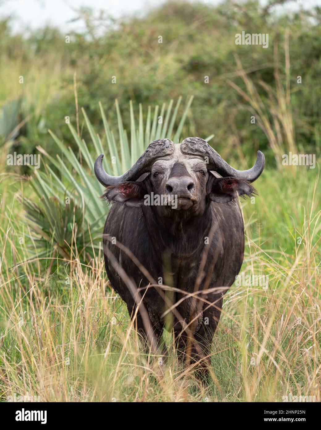African buffalo (Syncerus caffer), National Parks of Uganda Stock Photo ...