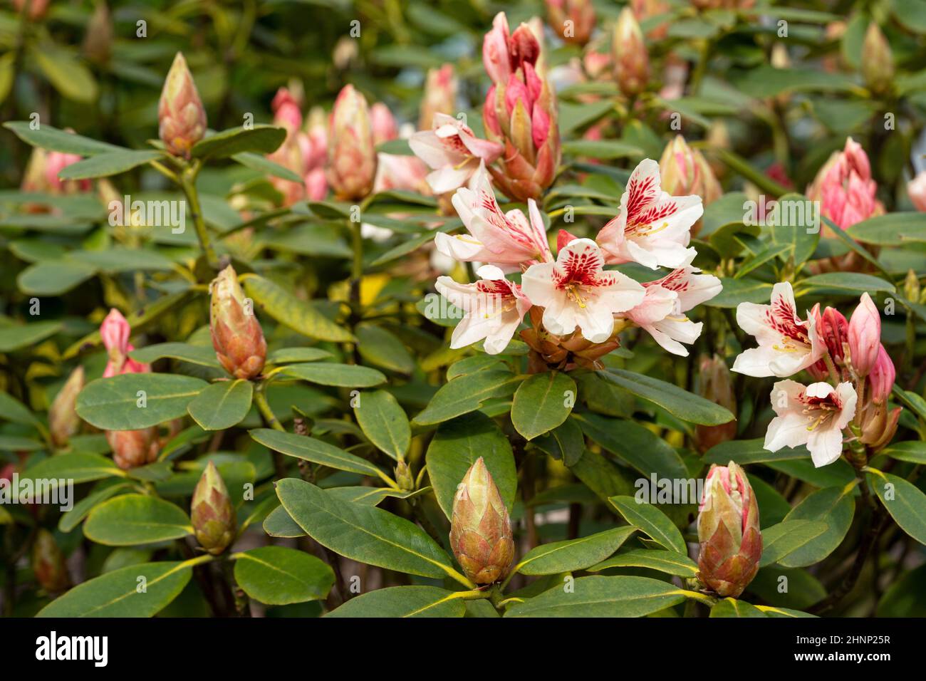 Rhododendron Hybrid (Rhododendron hybrid), close up of the flower head ...