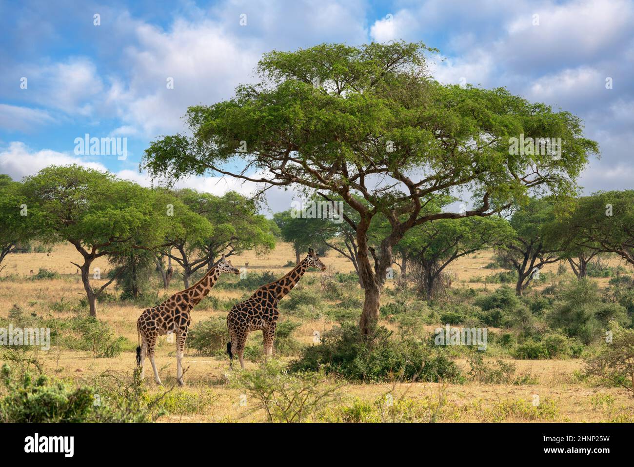 Baringo Giraffe (Giraffa camelopardalis), Murchison Falls National Park ...