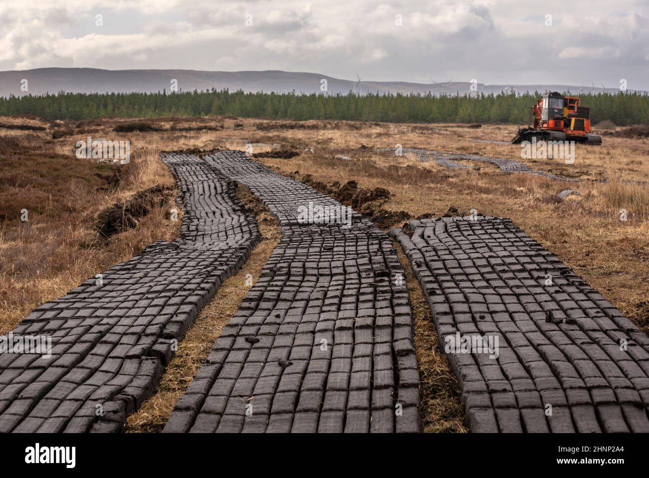 Plots of machine cut turf drying in the sun and the wind on the bog ...