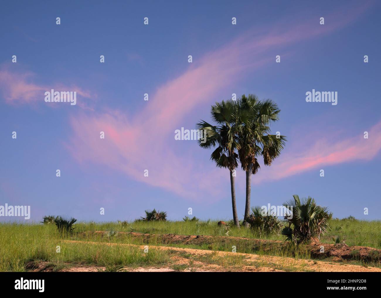 Panoramic scenic view into the landscape of Murchison Falls National ...