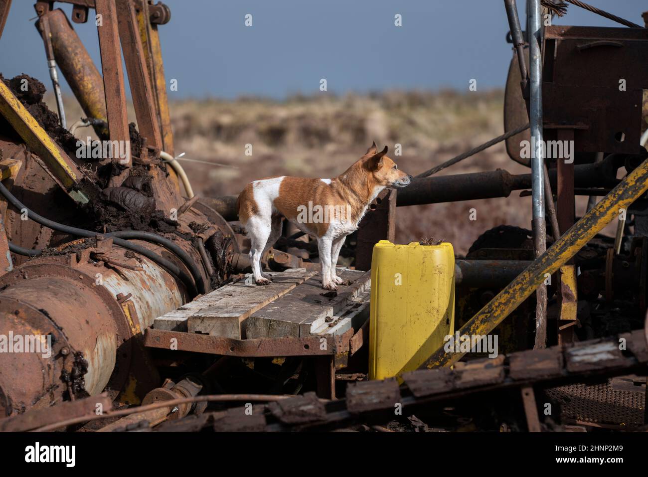 A dog on a lilliput turfcut machine on an Irish bog Stock Photo - Alamy