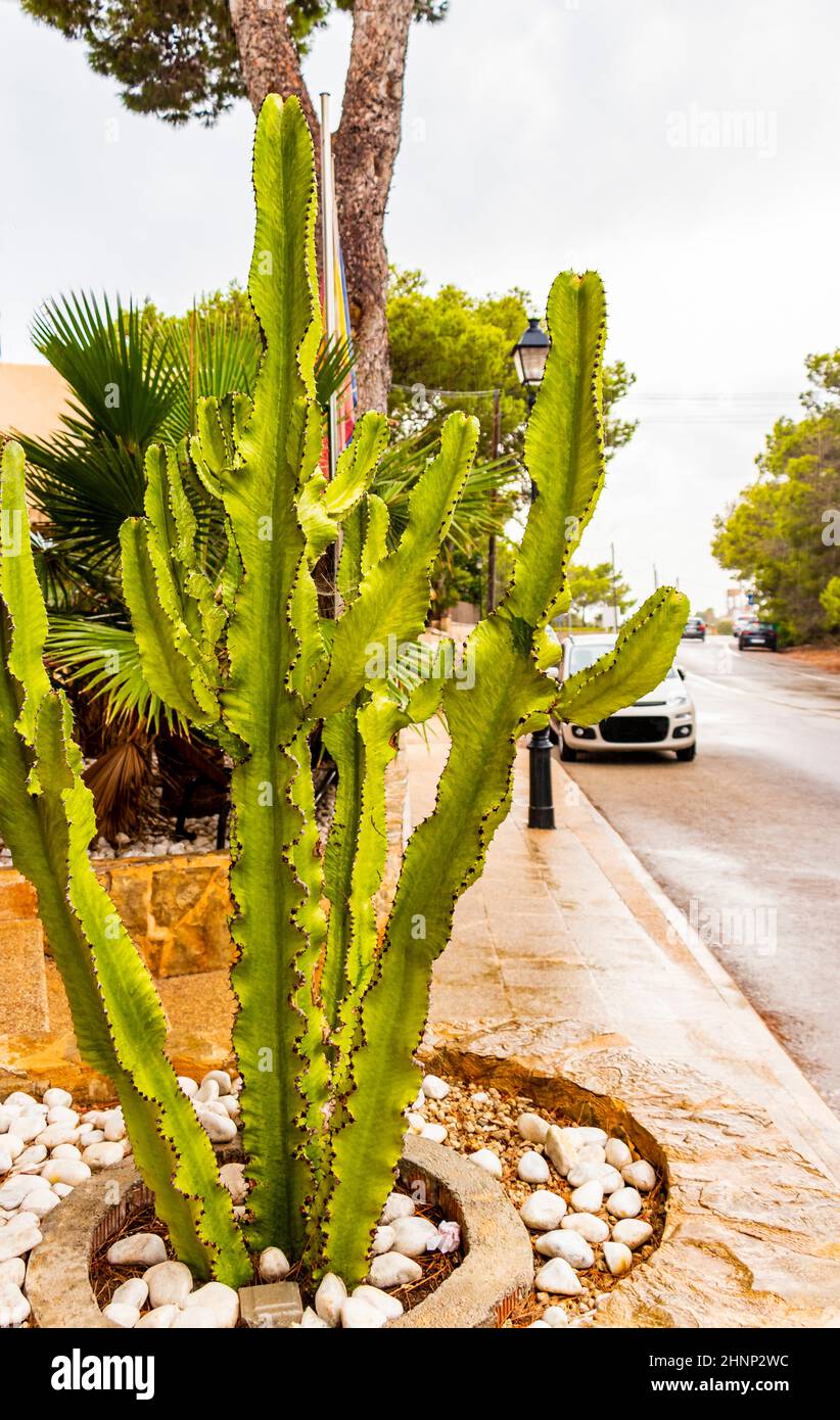 Types Of Plants In Spain