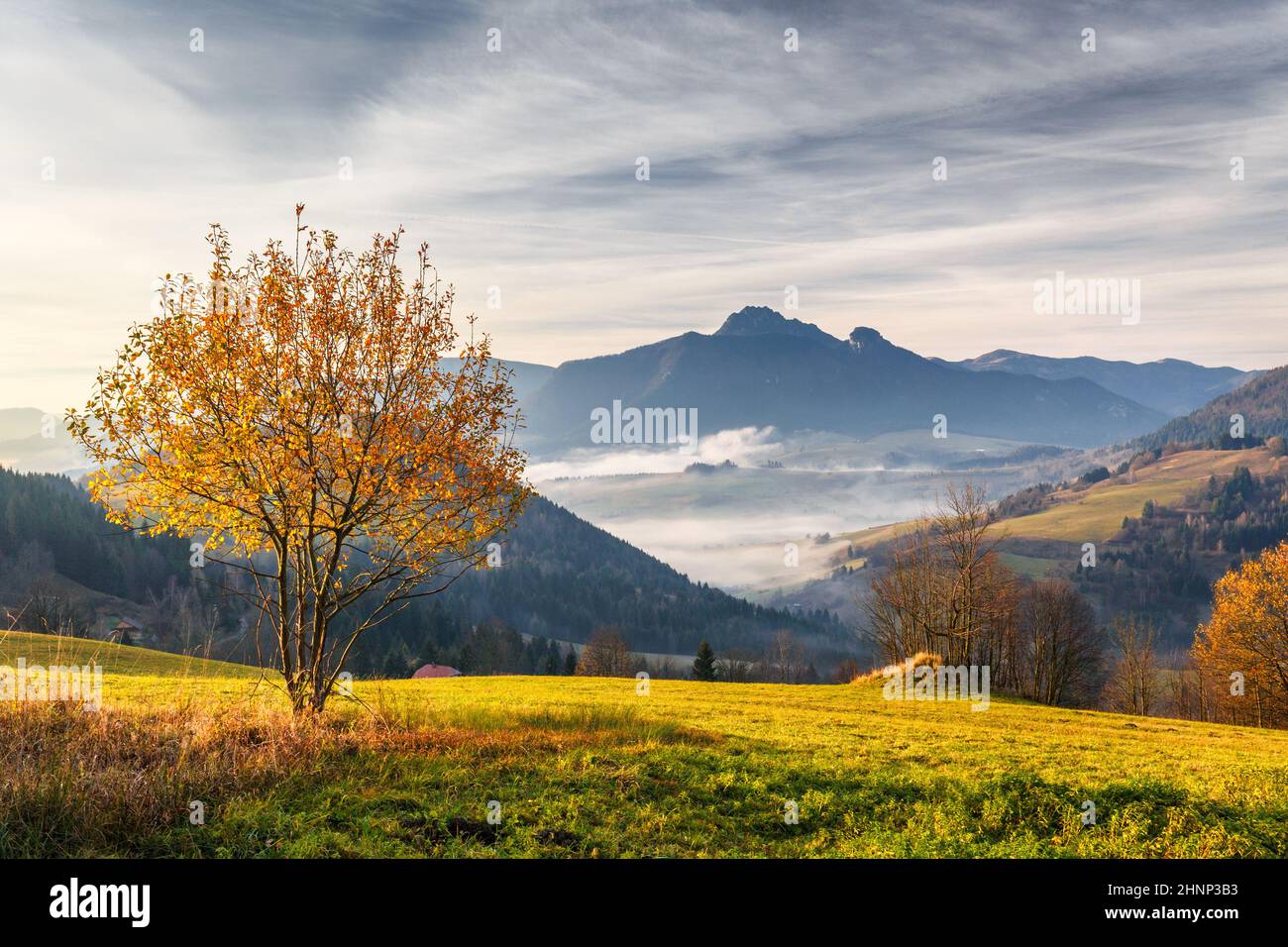 Tree in a foreground of autumn landscape with mountains at sunrise ...