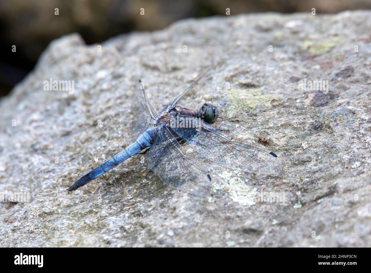 Southern skimmer dragonfly - Orthetrum brunneum sitting on stone, Czech ...