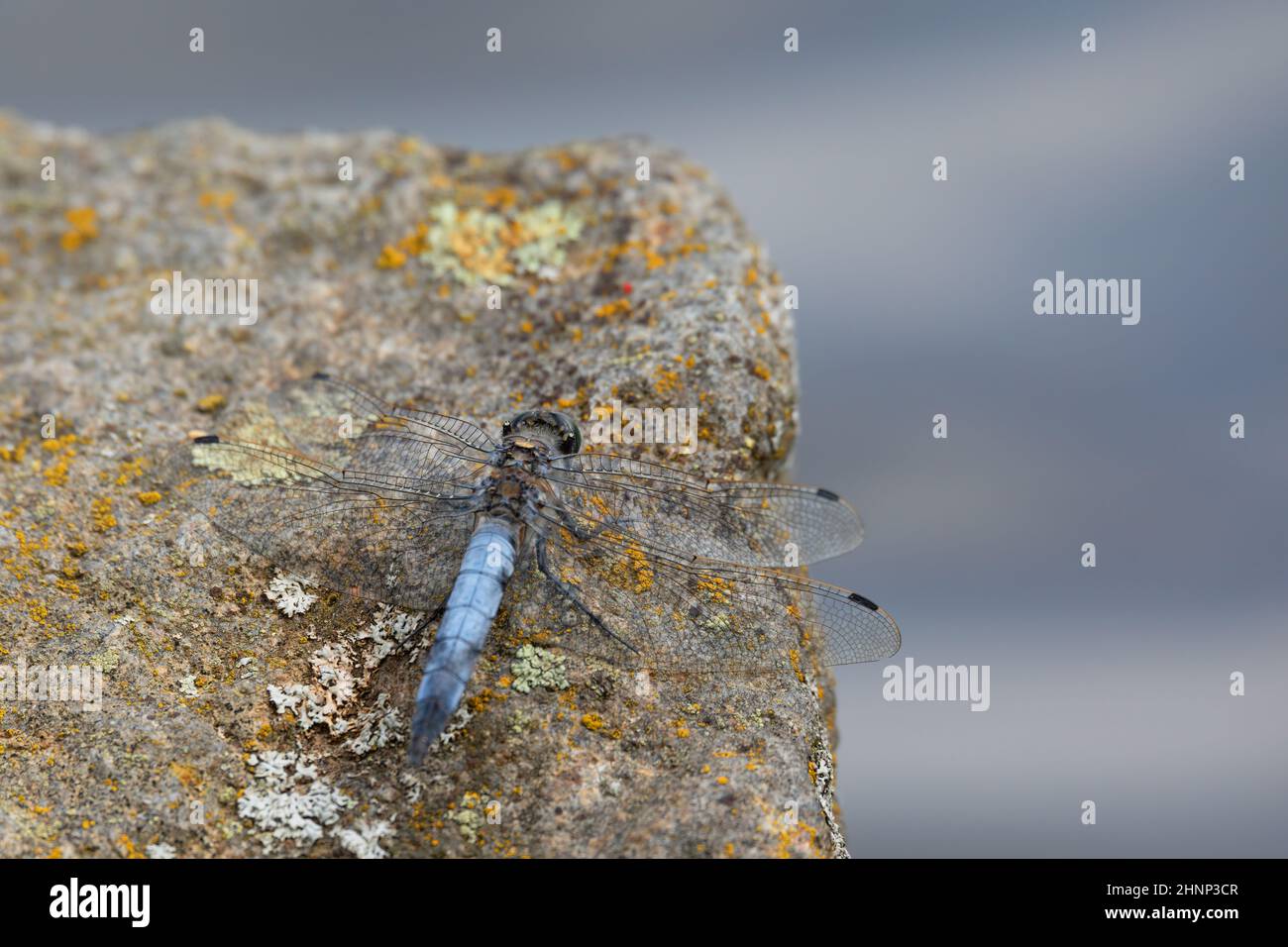 Southern skimmer dragonfly - Orthetrum brunneum sitting on stone, Czech ...