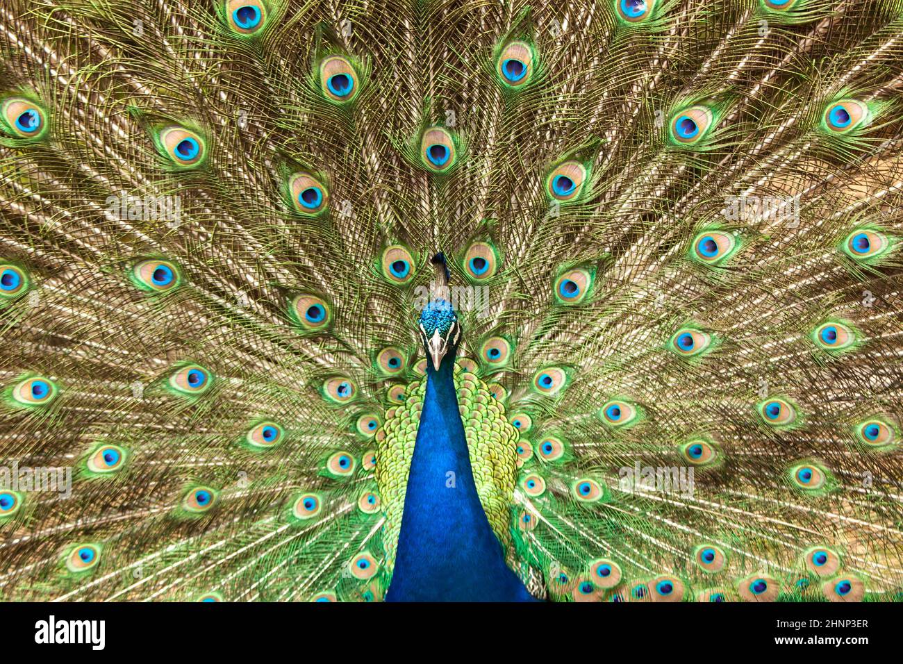 Peacock tail feather wheel Stock Photo - Alamy