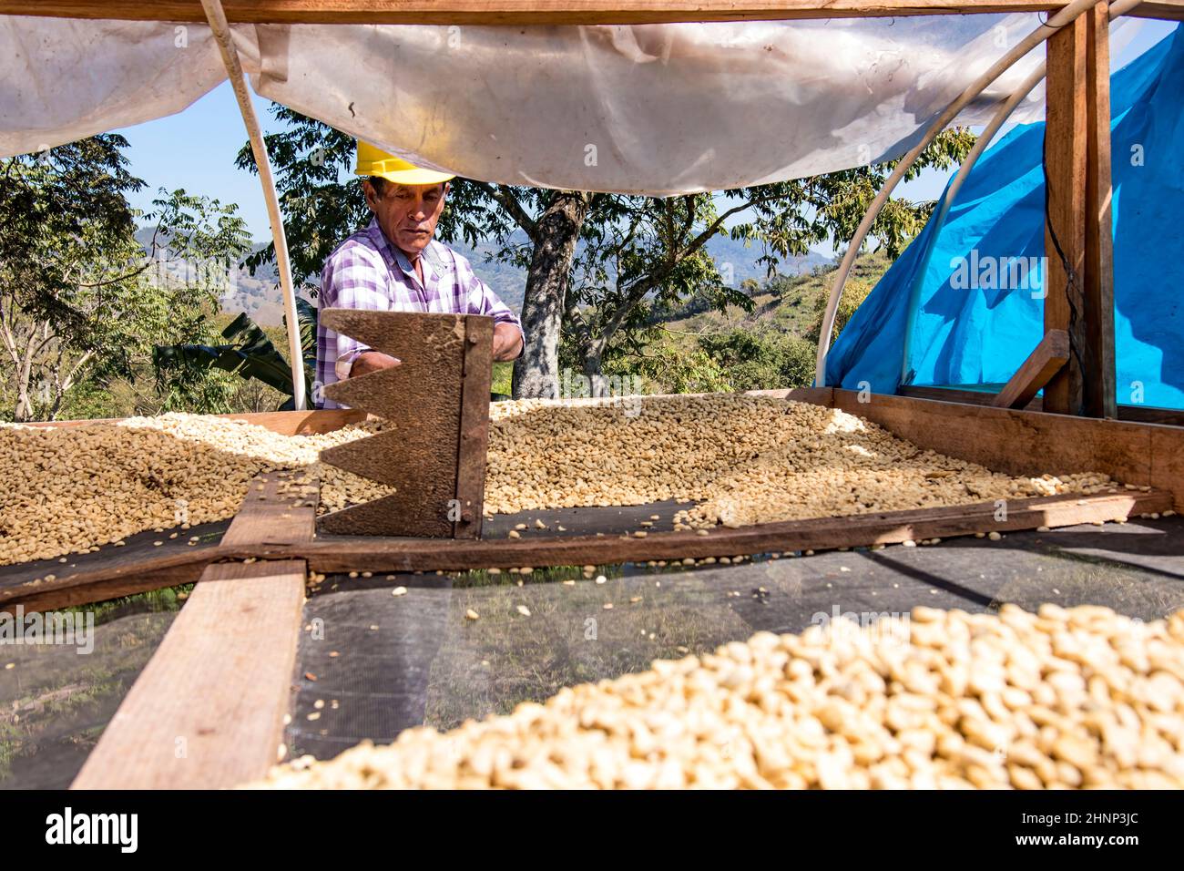 Coffee drying beds, Santa Rita, Honduras Stock Photo - Alamy