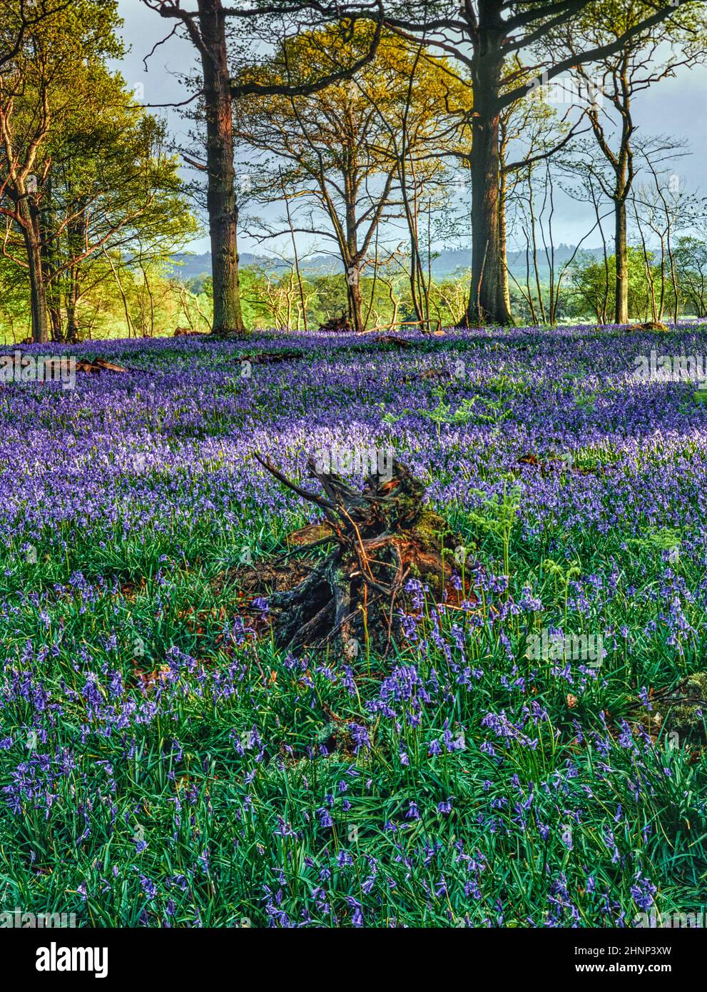 Stunning English Bluebell woods landscape in spring sunshine Stock ...