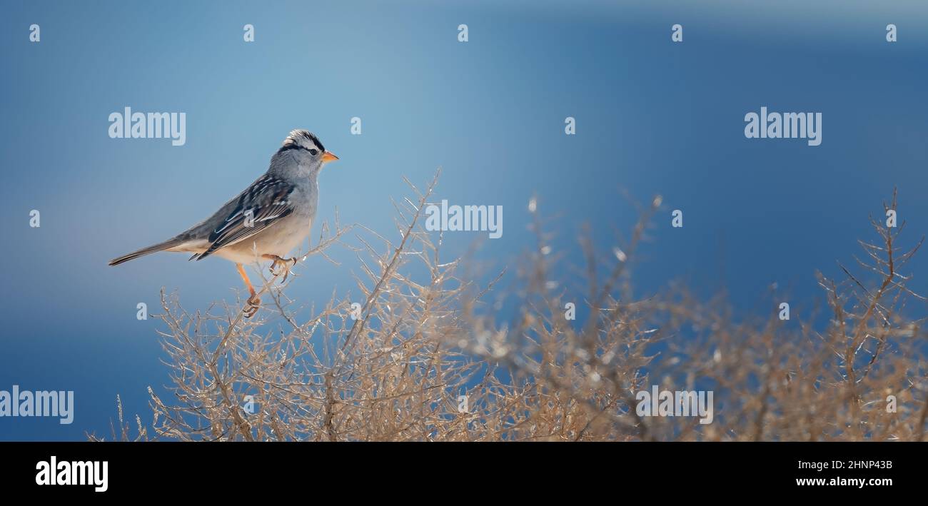 Song sparrow at dawn in Nevada Stock Photo - Alamy