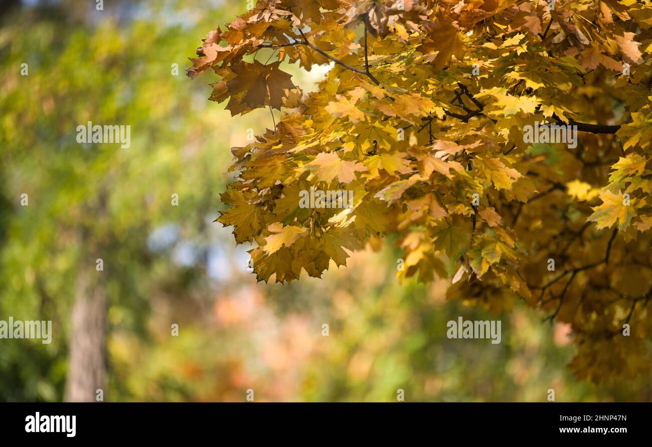 Maple branches with yellow leaves, autumn city park with yellowed leaves on the trees in the sun ...