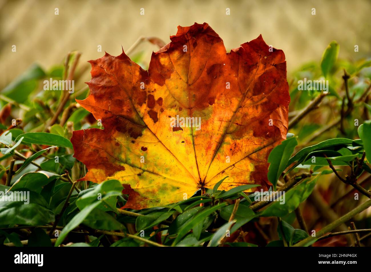 autumnal colored maple leaf in backlit on a green bush Stock Photo - Alamy