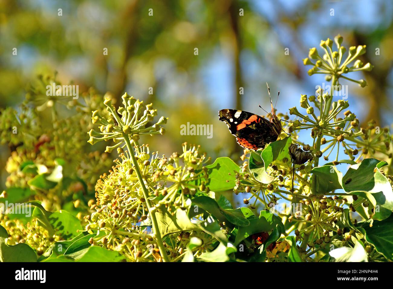 German butterfly hi-res stock photography and images - Alamy