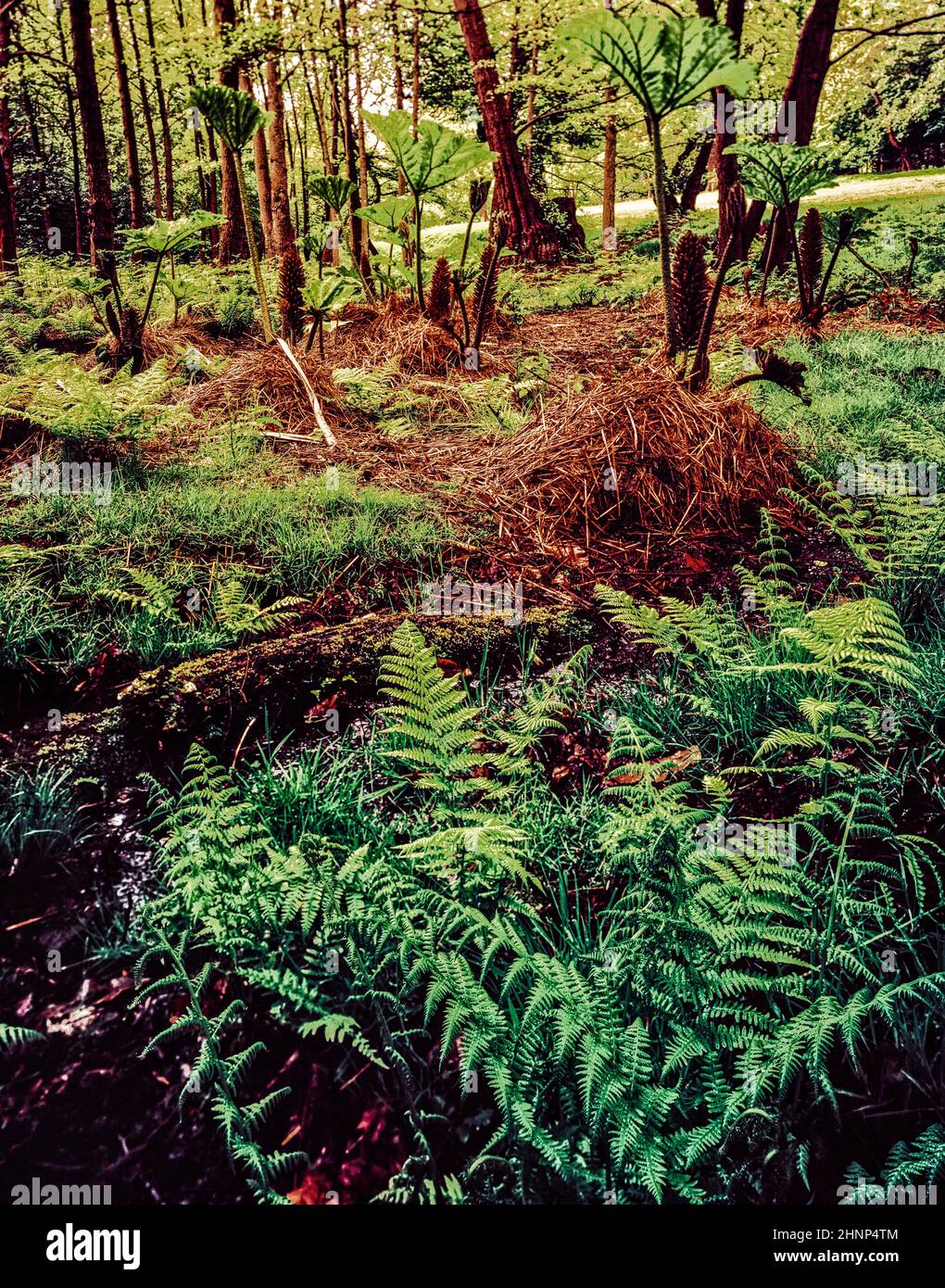 Patterns and textures in nature, intimate landscape of tree patterns ...