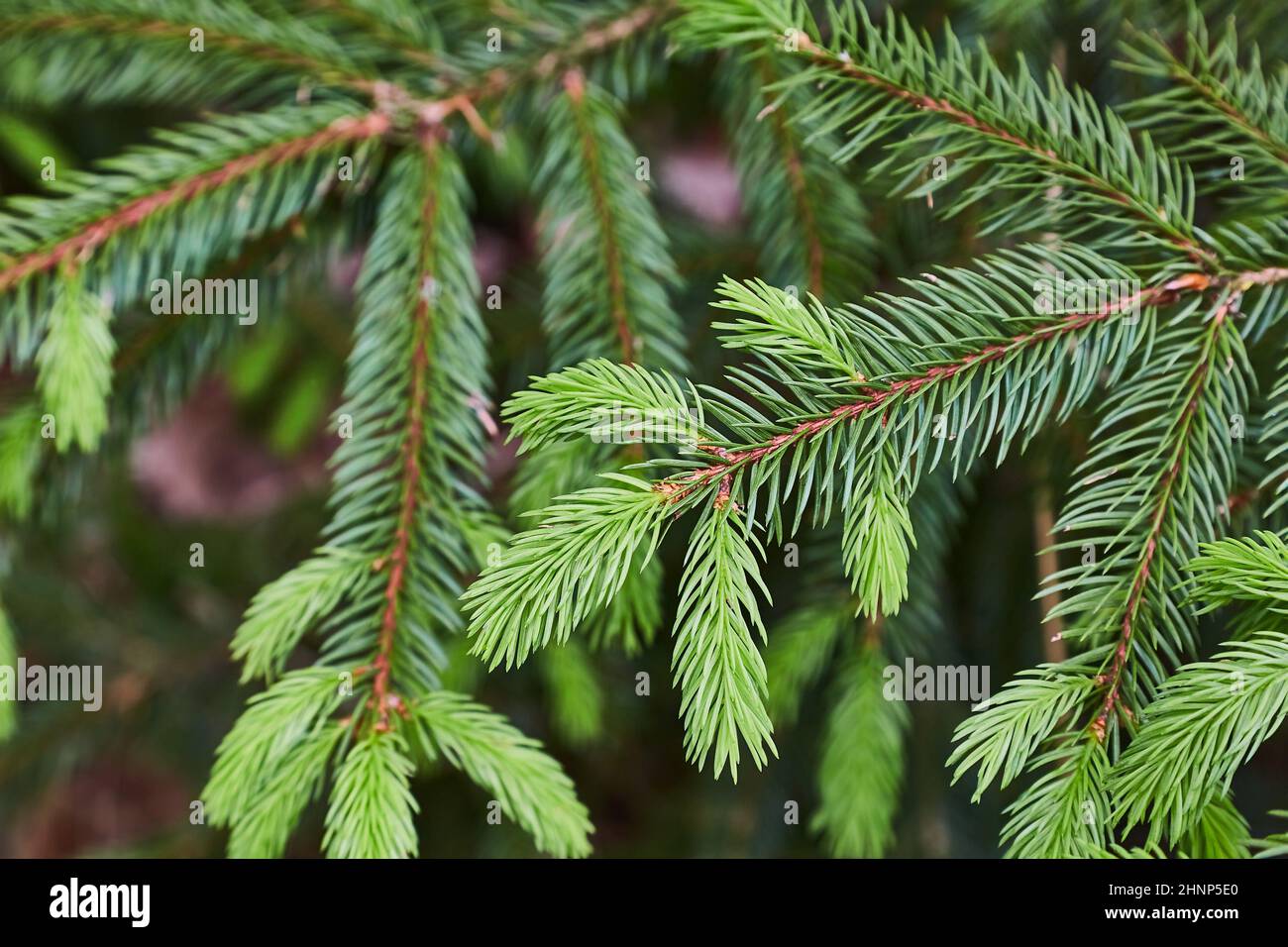 Fresh green buds gowing on spruce tree Stock Photo - Alamy