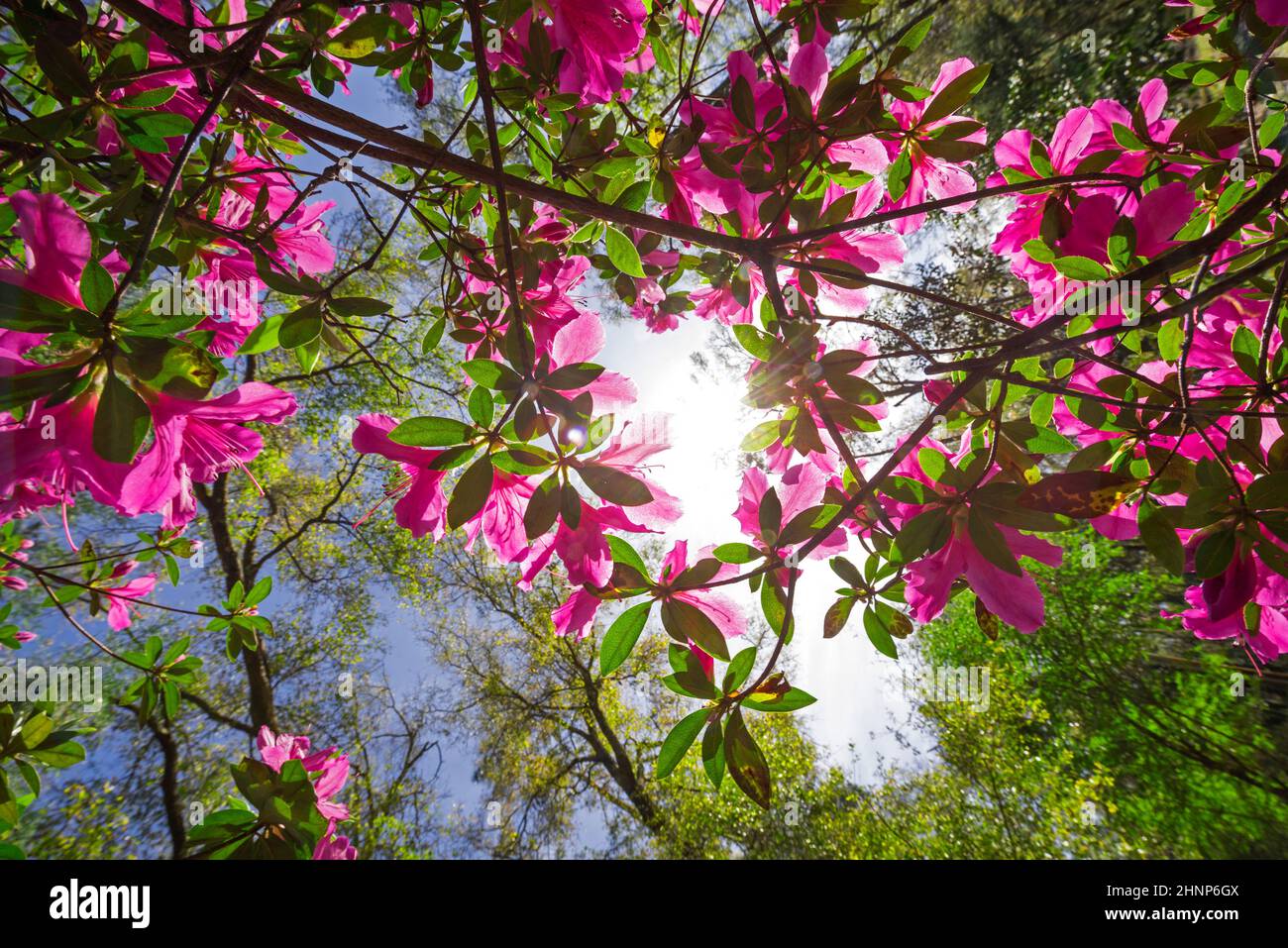 Sunlight azaleas hi-res stock photography and images - Alamy