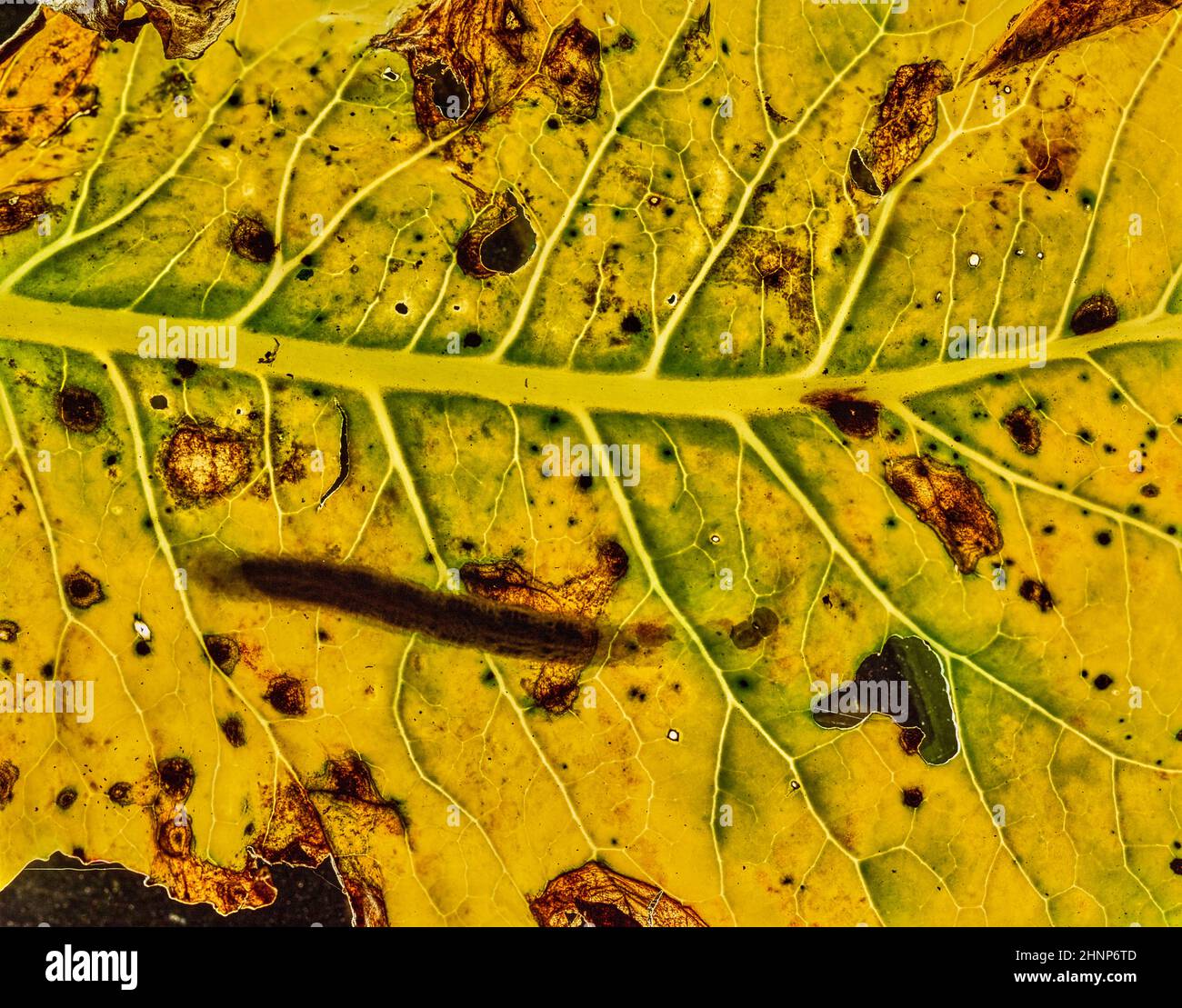 Natural macro abstract of single leaf with silhouette of caterpillar ...