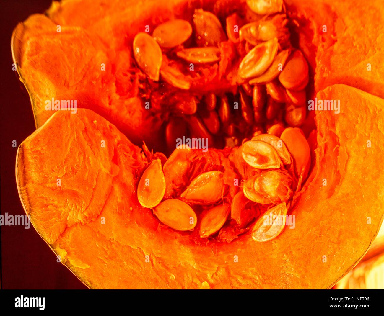 Macro food still life of Pumpkin slice, showing seeds, against a plain ...