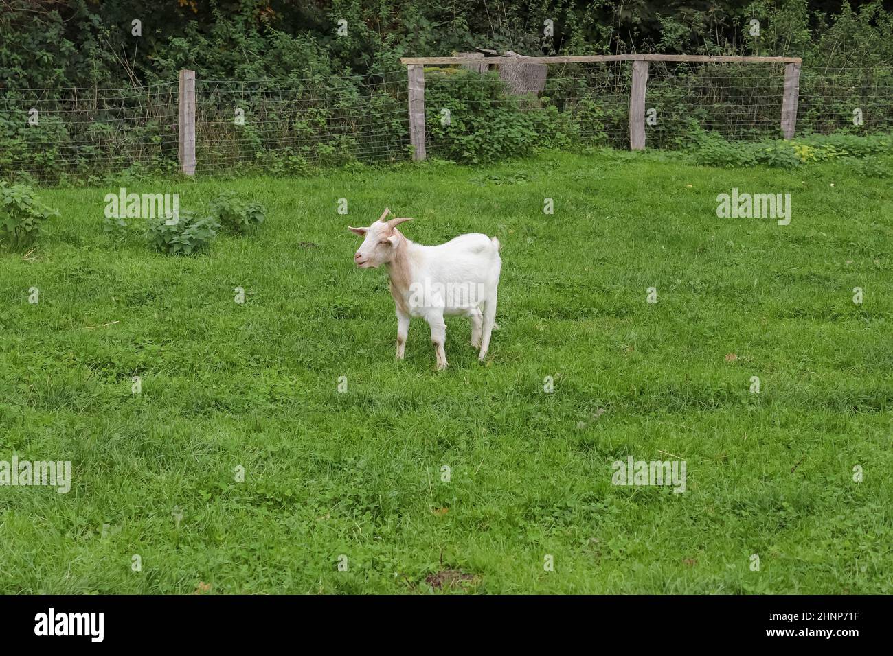 Little goat on a green grass field Stock Photo - Alamy
