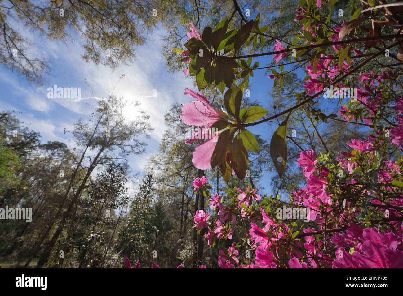 Sunlight azaleas hi-res stock photography and images - Alamy