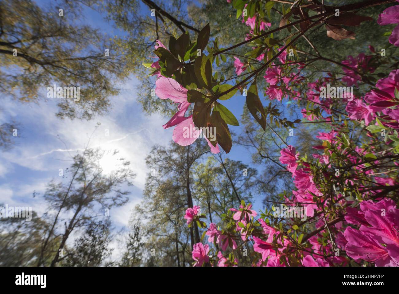 Native azalea hi-res stock photography and images - Alamy
