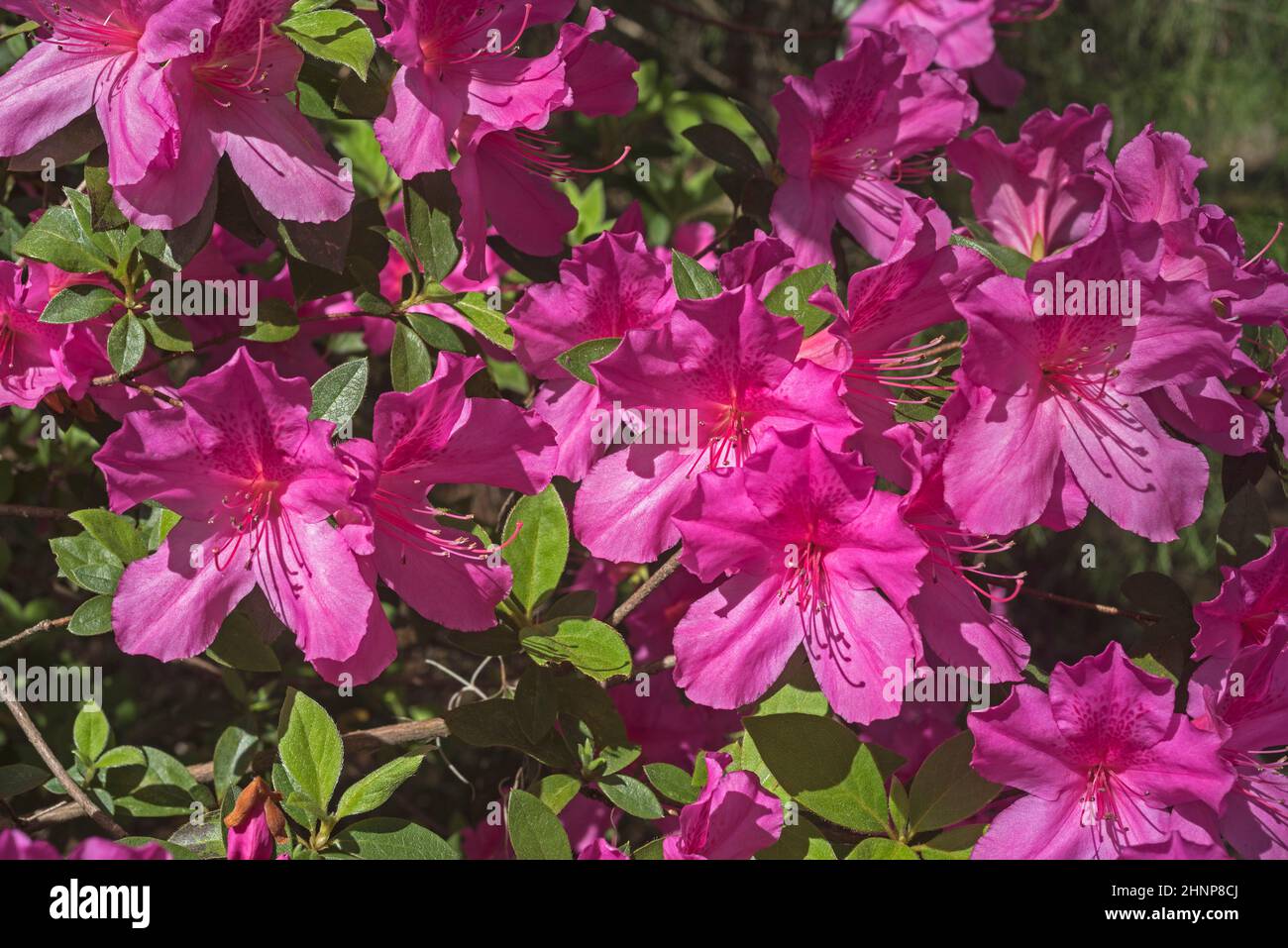 Native azalea hi-res stock photography and images - Alamy