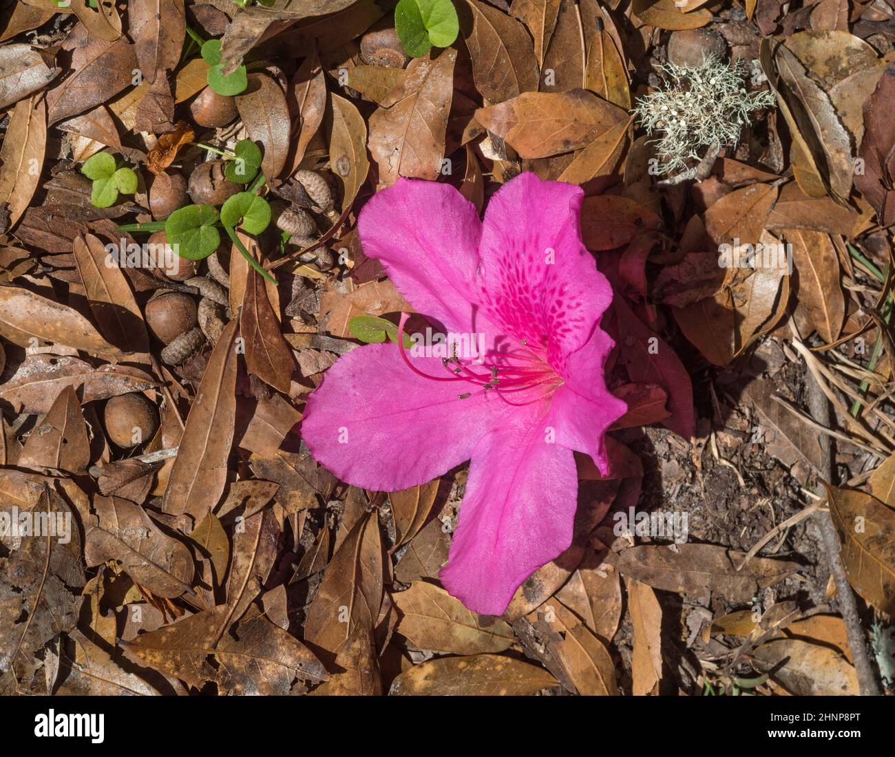 Azaleas blooming in North Central Florida, in early Springtime Stock ...