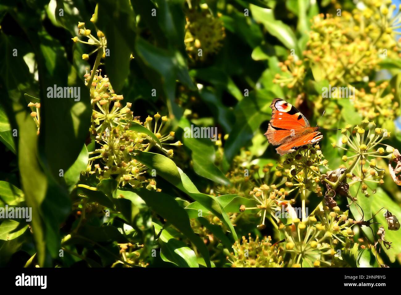 German butterfly hi-res stock photography and images - Alamy