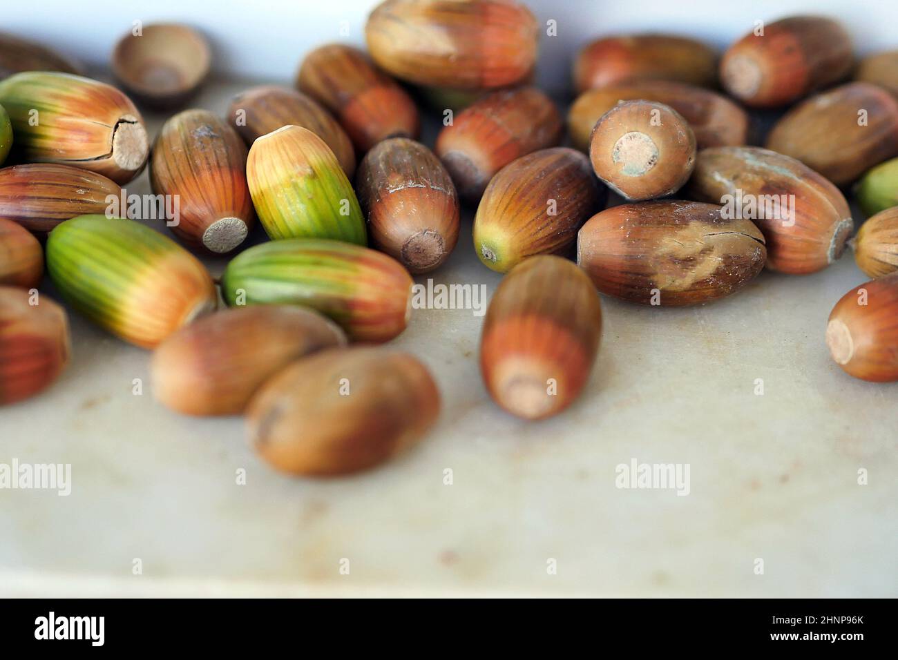 acorns ripening on a ground, acorns which are the fruits of the oak ...