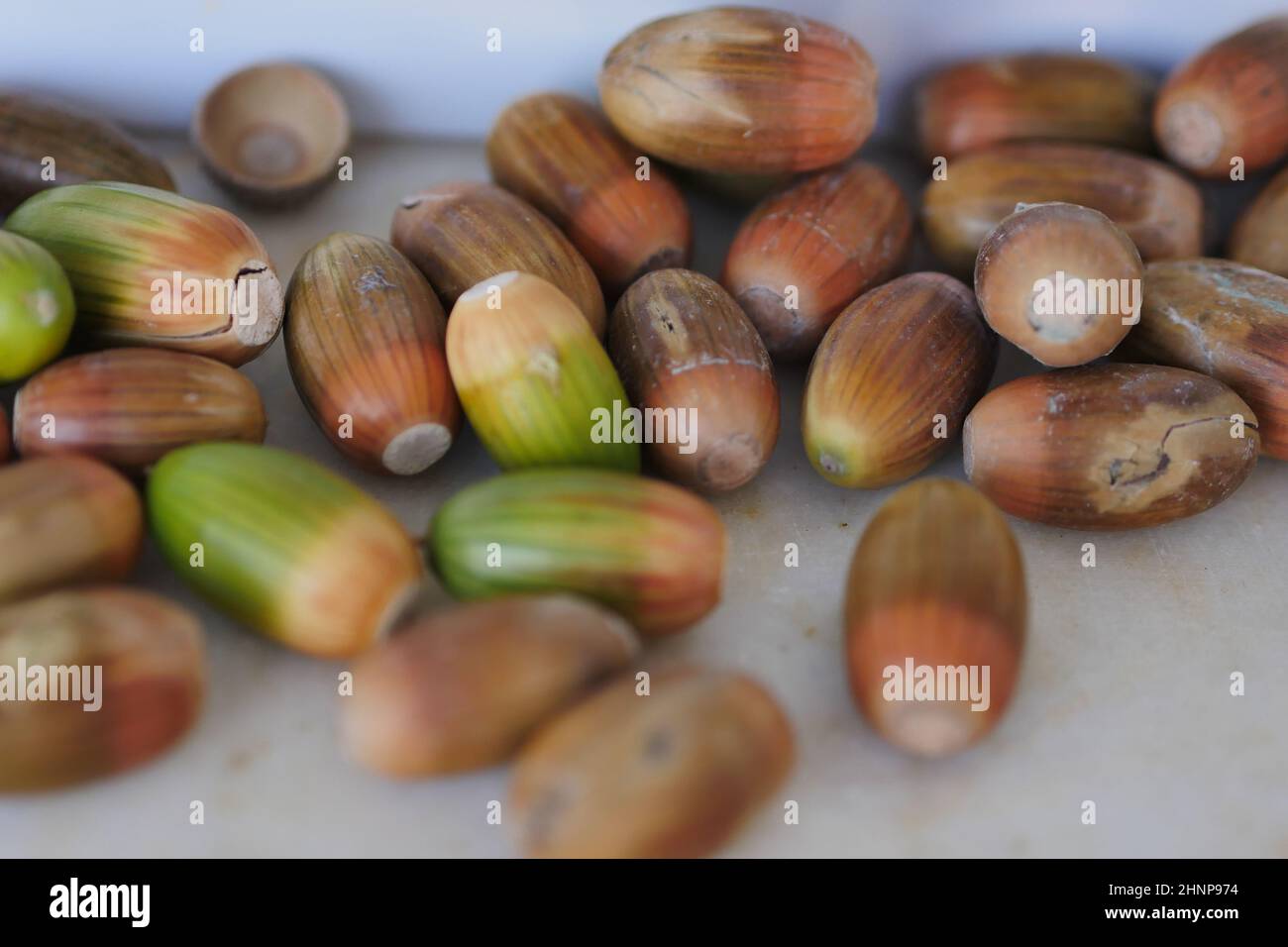 acorns ripening on a ground, acorns which are the fruits of the oak ...