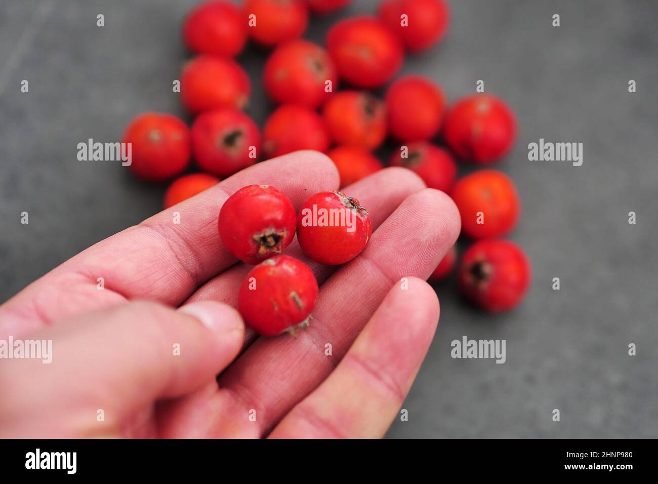 medicinal hawthorn fruit from forest fruits, red hawthorn fruit Stock ...
