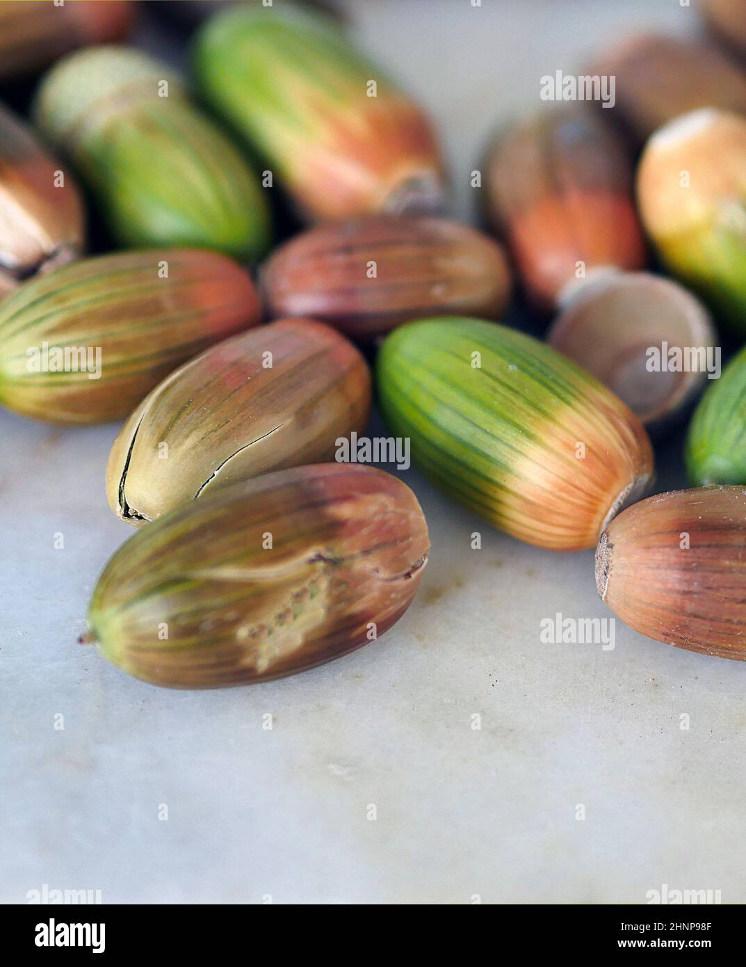acorns ripening on a ground, acorns which are the fruits of the oak ...
